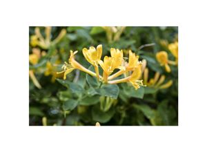 4063654235576 - Lonicera heckrottii Geißblatt duftend 100–150 cm