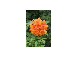 4063654070627 - Rhododendron luteum Goldflamme gelb-orange 30–40 cm