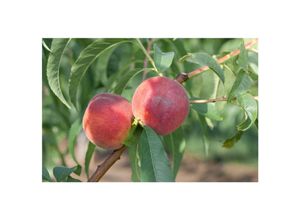 4063654250456 - Prunus persica Dixired Pfirsichbaum 150–200 cm saftig-süß