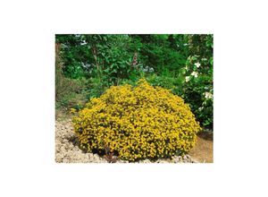 4063654850274 - Genista hispanica Spanischer Ginster gelb 20–30 cm