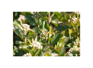 4063654249498 - Aronia melanocarpa Aron Schwarze Apfelbeere 60–80 cm