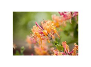4063654269748 - Lonicera heckrottii America Beauty Geißblatt rosa-gelb 60–100 cm