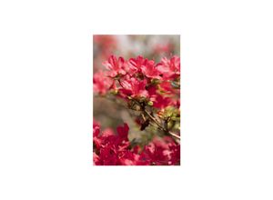 4063654078333 - Rhododendron obt Hino-crimson leuchtend rot 15–20 cm