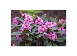 4063654327035 - Rhododendron Hybr Belami Rhododendron rosa Blüten 40–50 cm