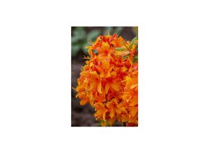 4063654067702 - Rhododendron luteum Klondyke gelb-orange 50–60 cm