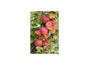 4063654100850 - Prunus domestica wergobst Terrassenobst 40 cm Stammhöhe