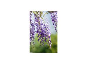 4063654272489 - Wisteria sinensis Prolific Chinesischer Blauregen 150–175 cm