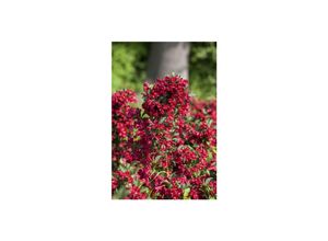 4063654808381 - Weigela Eva Rathke Weigelie karminrot 100–125 cm