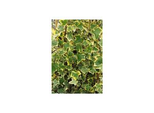 4063654818892 - Hedera helix Goldchild Efeu gelb-grün 60–100 cm