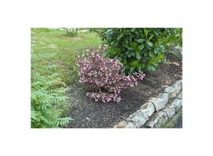 4063654821212 - Weigela florida Nana Purpurea Weigelie purpurrot 40–60 cm