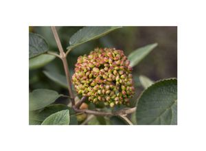 4063654002857 - Viburnum rhytidophyllum Immergrüner Schneeball 100–125 cm