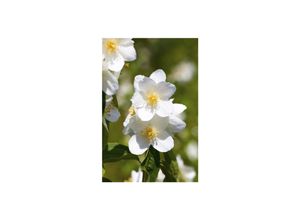 4063654226185 - Philadelphus Belle Etoile Duftjasmin weiß 60–80 cm