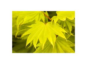 4063654803935 - Acer shirasawanum Aureum Japanischer Ahorn goldgelb 40–50 cm