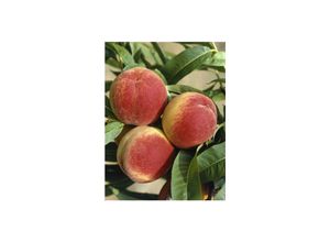 4063654250647 - Prunus persica South Haven Pfirsichbaum 150–200 cm