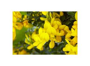 4063654243434 - Genista tinctoria Royal Gold Färber-Ginster goldgelb 40–60 cm