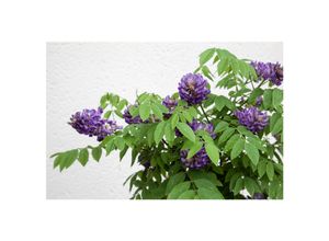 4063654280668 - Wisteria frutescens Longwood Purple Amerikanische Glyzinie 60–100 cm