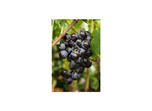4063654223368 - Vitis vinifera Weinrebe blau 40–60 cm