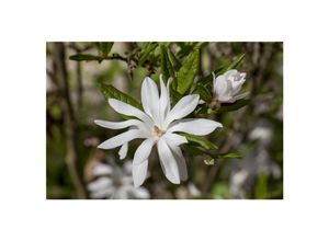 4063654814849 - Magnolia stellata Sternmagnolie weiß 40–60 cm