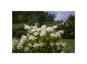 4063654232490 - Hydrangea paniculata Unique Rispenhortensie weiß 40–60 cm