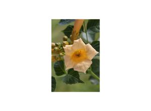 4063654284222 - Campsis radicans Golden Trumpet Trompetenblume gelb 40–60 cm