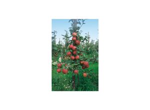 4063654250623 - Malus Roter Boskoop Apfelbaum 40 cm Stammhöhe