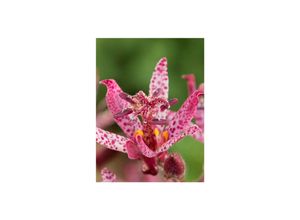 4063654313588 - Tricyrtis hirta Sinonome Krötenlilie weiß-violett ca 9x9 cm Topf