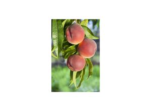 4063654245483 - Prunus persica Roter Weinbergpfirsich Pfirsichbaum 150–200 cm