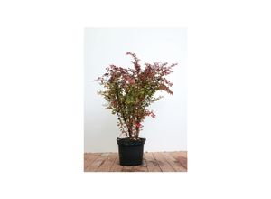 4063654229346 - Berberis thunbergii Atropurpurea Blutberberitze purpurrot 60–80 cm
