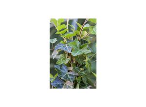 4063654808626 - Hedera helix Hibernica Irischer Efeu 150–200 cm