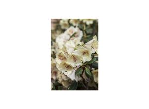 4063654076582 - Rhododendron Hybr Viscy Rhododendron 30–40 cm 4063654076582 - Rhododendron Hybr Viscy Rhododendron 30–40 cm