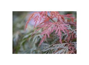 4063654241331 - Acer palmatum Orangeola Japanischer Ahorn orange-rot 40–60 cm