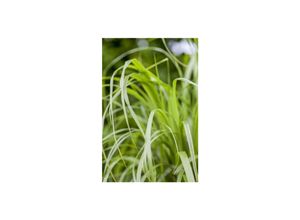 4063654239529 - Calamagrostis brachytricha Diamantgras 3-5 Liter Container