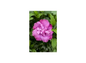 4063654845911 - Hibiscus syriacus Magenta Chiffon Gartenhibiskus magenta 60–80 cm
