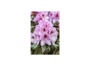 4063654240136 - Rhododendron Hybr Diadem Rhododendron rosa Blüten 30–40 cm