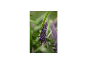 4063654303213 - Liriope muscari Royal Purple lilafarben ca 9x9 cm Topf