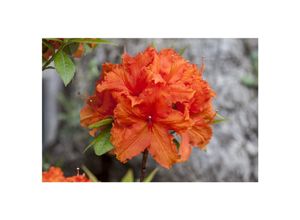 4063654267836 - Rhododendron luteum Golden Eagle gelb 30–40 cm