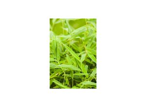 4063654008743 - Fargesia murielae Jumbo Gartenbambus immergrün 150–175 cm