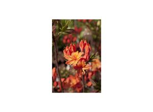4063654080428 - Rhododendron luteum Rumba gelb-rot 30–40 cm