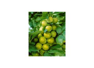 4063654275107 - Prunus domestica Quillins Reneklode Reneklode 150–200 cm