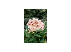4063654086765 - Rhododendron Hybr Prinses Maxima rosa Blüten 50–60 cm