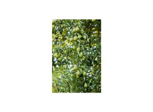4063654001140 - Pyrus communis Gräfin von Paris Birne 150–200 cm