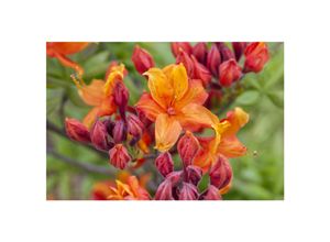 4063654079262 - Rhododendron luteum Sunny Boy gelb 30–40 cm