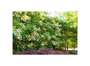 4063654220190 - Hydrangea petiolaris Kletterhortensie 40–60 cm