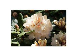 4063654094906 - Rhododendron Hybr Goldbukett gelb 40–50 cm