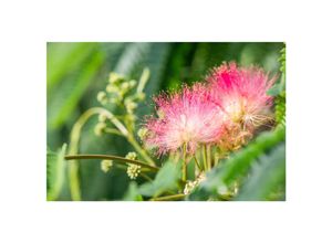 4063654233619 - Albizia julibrissin Tropical Dream Seidenbaum 60–80 cm