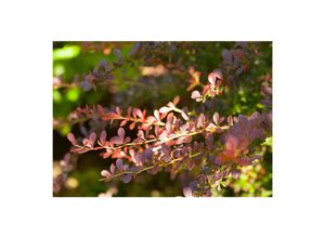 4063654242475 - Berberis thunbergii Atropurpurea Blutberberitze purpurrot 40–60 cm