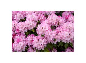4063654084495 - Rhododendron yakushimanum Tina Heinje rosa Blüten 20–25 cm