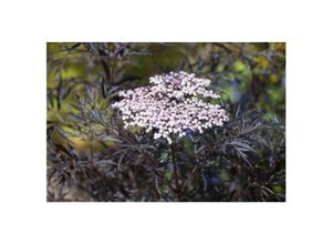 4063654279143 - Sambucus nigra Black Lace Schwarzer Holunder dunkelrot 80–100 cm