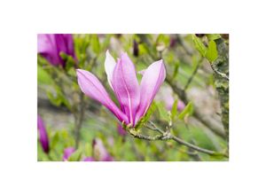 4063654269670 - Magnolia liliiflora Ricki Purpur-Magnolie 40–60 cm