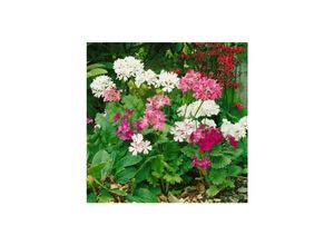 4063654308973 - Primula sieboldii Japanische Primel rosa Blüten ca 9x9 cm Topf